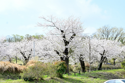 ソメイヨシノは回復しました。: a domani 99