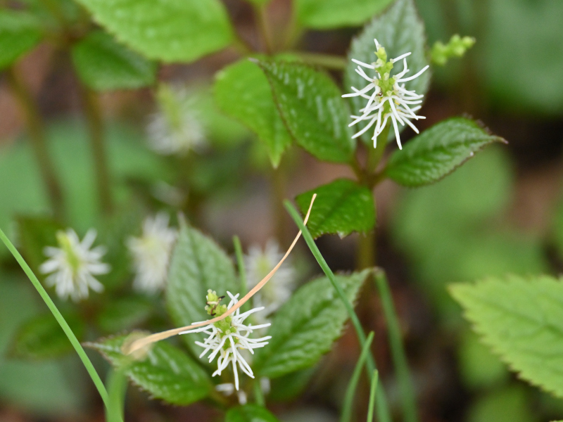 様々な花を。: a domani 99