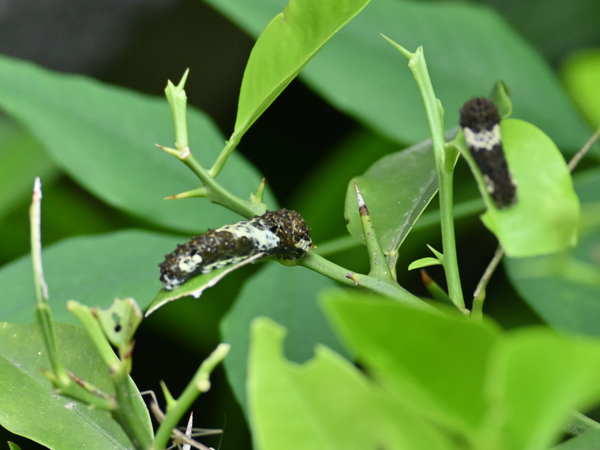 わが家の庭、今。: a domani 99