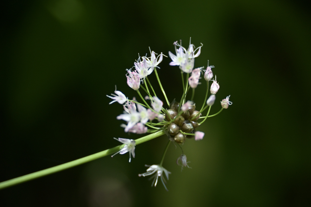 小さな花を探して。: a domani 99