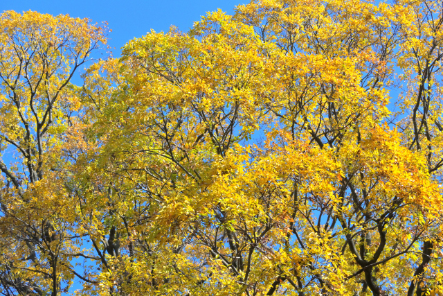 お茶の花。: a domani 99