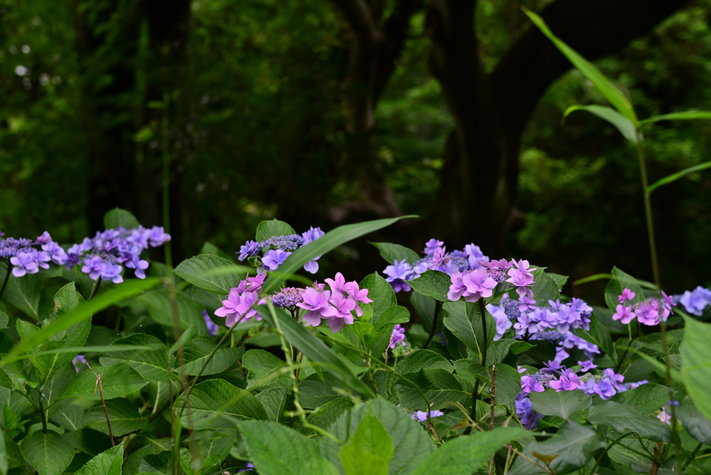 アジサイ遠景。: a domani 99