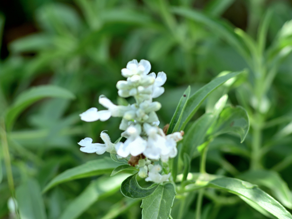 自由ガーデン: a domani 99