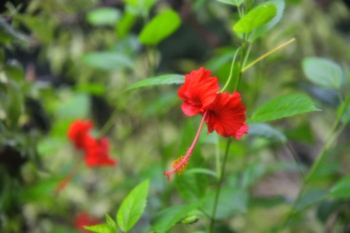 マルバルコウとハイビスカス。: a domani 99