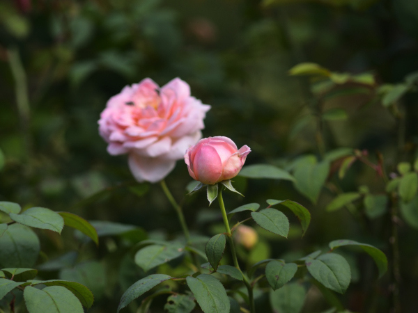 秋薔薇が咲き始めていました（2）。: a domani 99