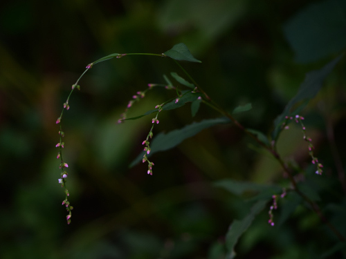 目についた草花。: a domani 99